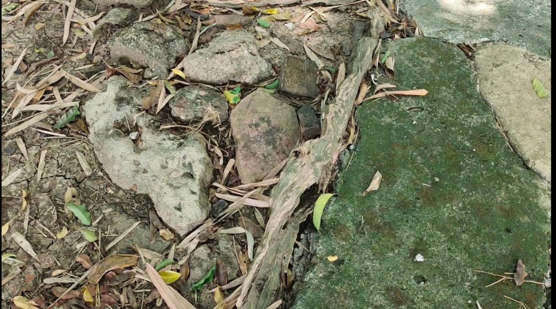 Jejak Adan-Adan - Suara Desa